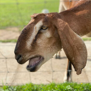 ARK Wildlife Park & Rescue Zoo - Visit Lincolnshire