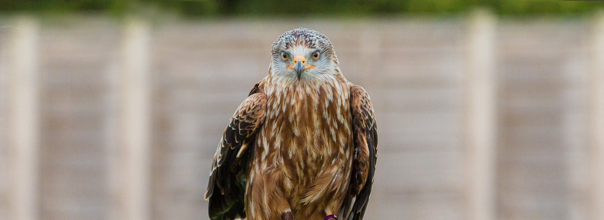 Baytree Owl and Wildlife Centre - Visit Lincolnshire