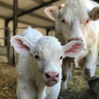 Rand Farm Park - Visit Lincolnshire