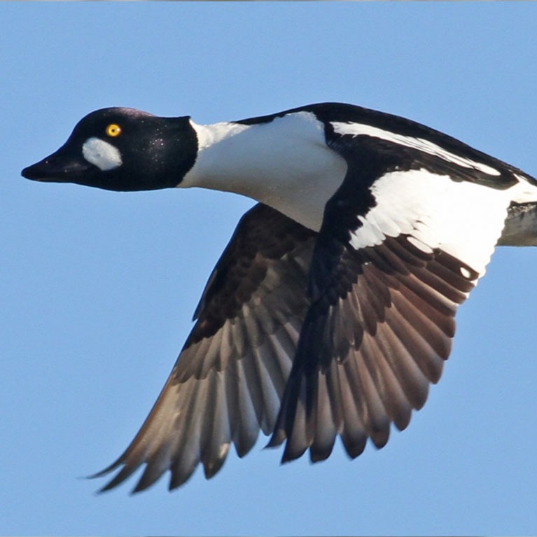 Far Ings Nature Reserve - Visit Lincolnshire