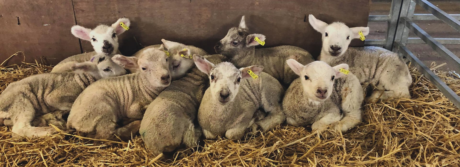 Hall Farm Park - Visit Lincolnshire