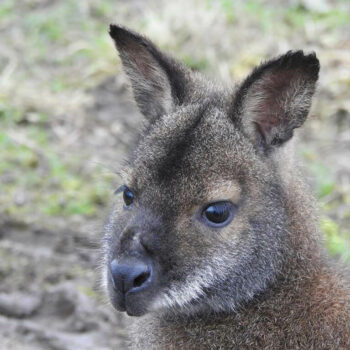 ARK Wildlife Park & Rescue Zoo - Visit Lincolnshire