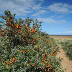 Saltfleet - Visit Lincolnshire