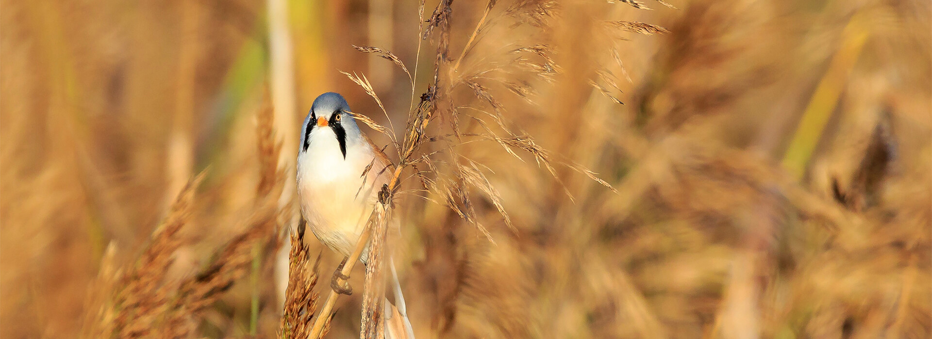 Far Ings Nature Reserve - Visit Lincolnshire