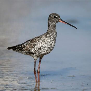 Alkborough Flats Birdwatching - Visit Lincolnshire