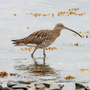 Alkborough Flats Birdwatching - Visit Lincolnshire