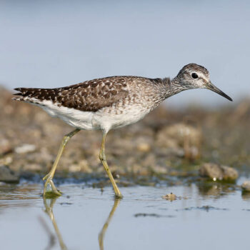 Alkborough Flats Birdwatching - Visit Lincolnshire