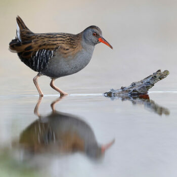 Alkborough Flats Birdwatching - Visit Lincolnshire