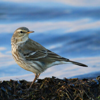 Alkborough Flats Birdwatching - Visit Lincolnshire
