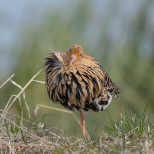 Alkborough Flats Birdwatching - Visit Lincolnshire