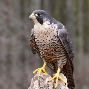 Alkborough Flats Birdwatching - Visit Lincolnshire