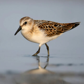 Alkborough Flats Birdwatching - Visit Lincolnshire