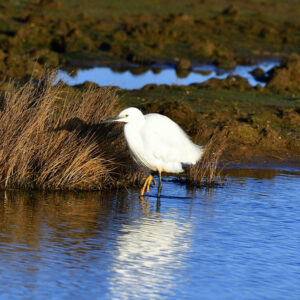 Alkborough Flats Birdwatching - Visit Lincolnshire