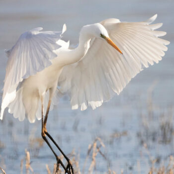 Alkborough Flats Birdwatching - Visit Lincolnshire