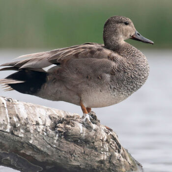 Alkborough Flats Birdwatching - Visit Lincolnshire