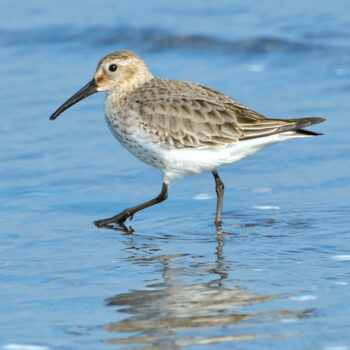 Alkborough Flats Birdwatching - Visit Lincolnshire