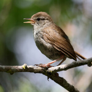 Alkborough Flats Birdwatching - Visit Lincolnshire