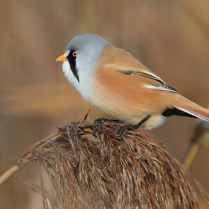 Alkborough Flats Birdwatching - Visit Lincolnshire
