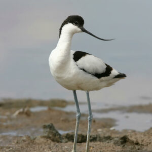 Alkborough Flats Birdwatching - Visit Lincolnshire