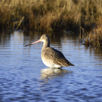 Alkborough Flats Birdwatching - Visit Lincolnshire