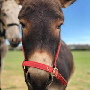Nunny's Farm CIC - Visit Lincolnshire