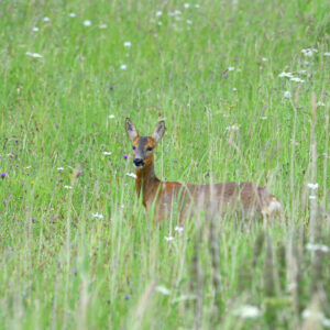 Far Ings Nature Reserve - Visit Lincolnshire