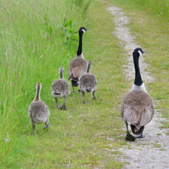 Far Ings Nature Reserve - Visit Lincolnshire