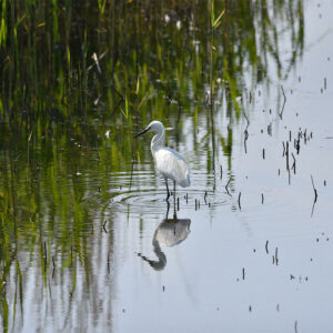 Far Ings Nature Reserve - Visit Lincolnshire