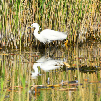 Far Ings Nature Reserve - Visit Lincolnshire