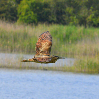 Far Ings Nature Reserve - Visit Lincolnshire
