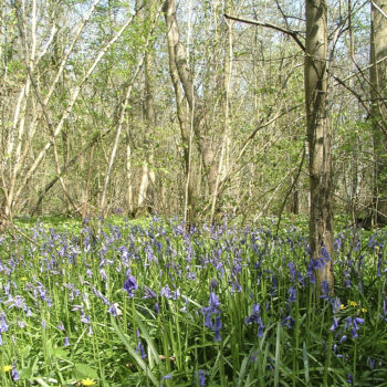 Faldingworth Walk Long - Visit Lincolnshire