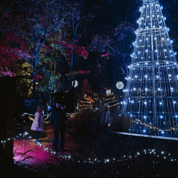 Christmas Winter Wonderland Walk Springfields - Visit Lincolnshire