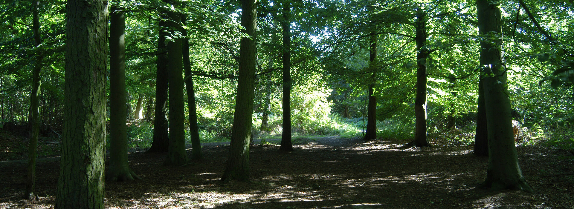 Bourne Woods Walk - Visit Lincolnshire