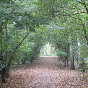 Wyberton Walk - Visit Lincolnshire