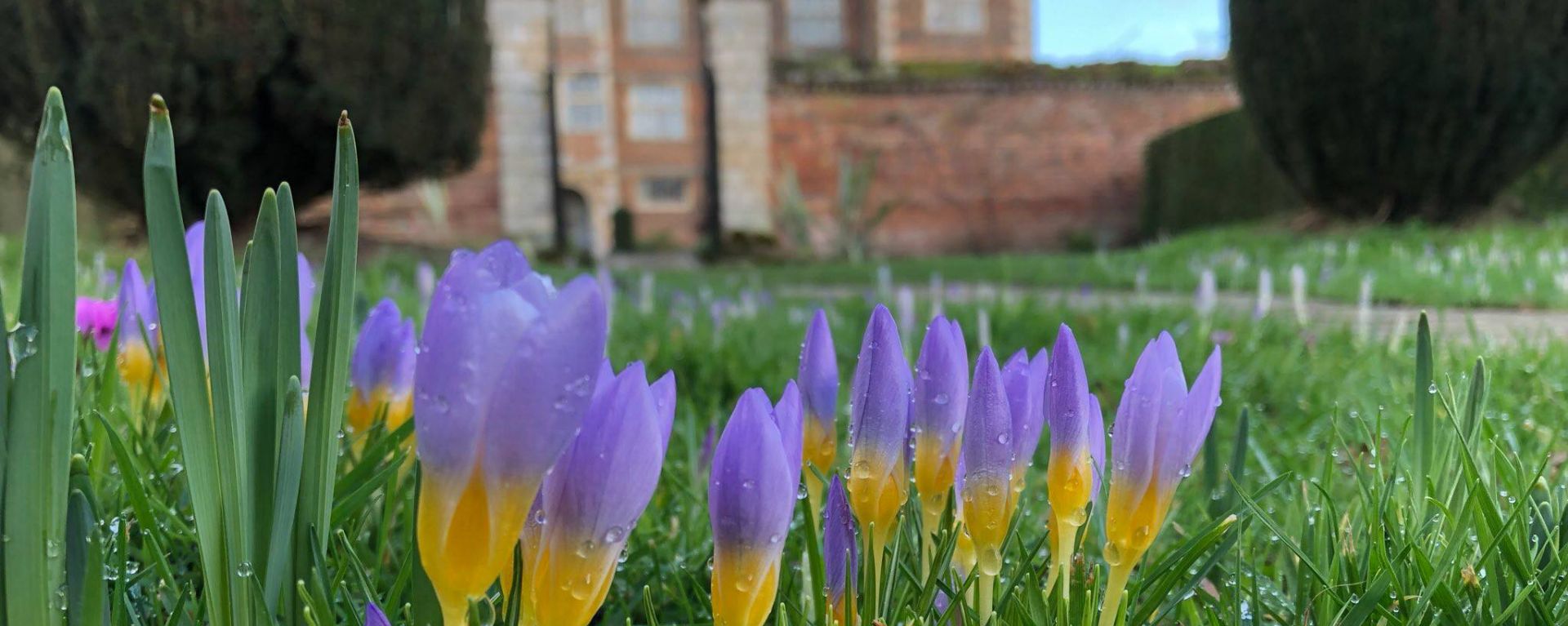 Spring Bulb Pageant at Doddington Hall - Visit Lincolnshire