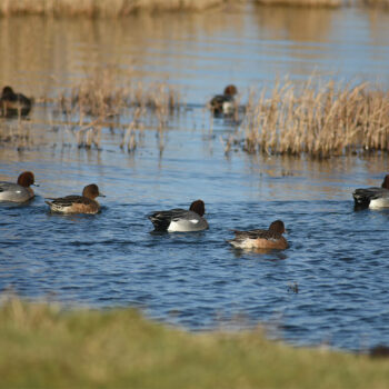 Frampton Marsh Walk Two - Visit Lincolnshire