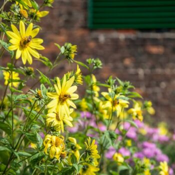 Scawby Hall and Gardens - Visit Lincolnshire