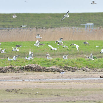 Frampton Marsh Birdwatching - Visit Lincolnshire