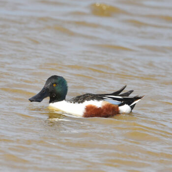 Frampton Marsh Birdwatching - Visit Lincolnshire