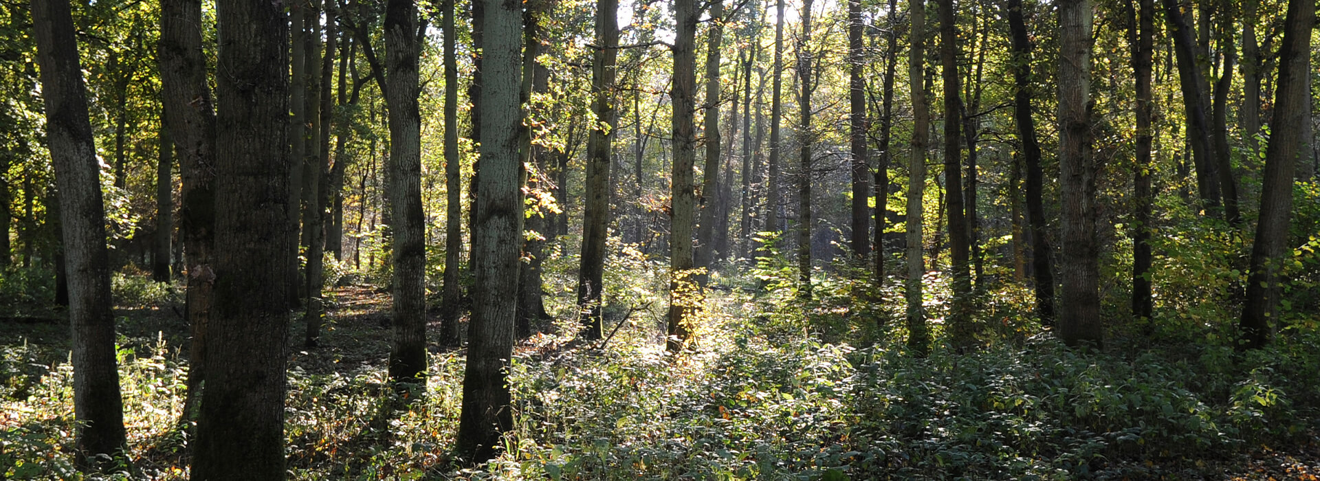 Bardney Woods & Wetlands Birdwatching - Visit Lincolnshire