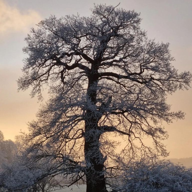 Doddington Tree Walks - Visit Lincolnshire