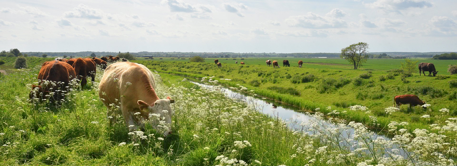 Baston Fen Nature Reserve - Visit Lincolnshire