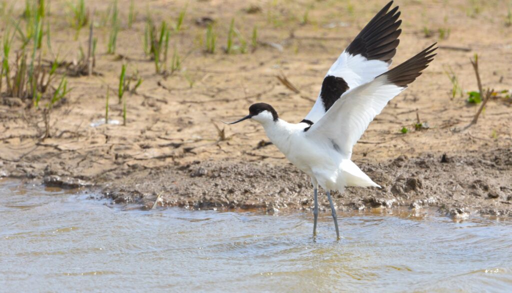 40th anniversary of RSPB Frampton Marsh - Visit Lincolnshire