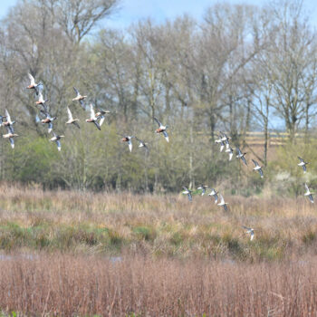 Willow Tree Fen Birdwatching - Visit Lincolnshire