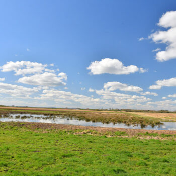 Willow Tree Fen Birdwatching - Visit Lincolnshire