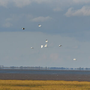 Holbeach - Visit Lincolnshire