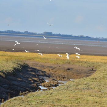 Holbeach - Visit Lincolnshire
