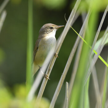 Willow Tree Fen Birdwatching - Visit Lincolnshire