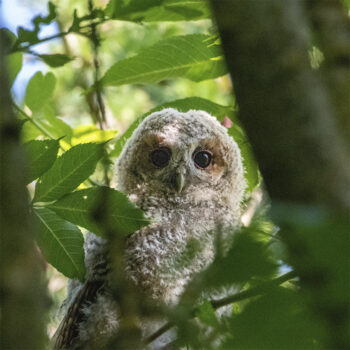 Boothby Wildland Nature Reserve - Visit Lincolnshire