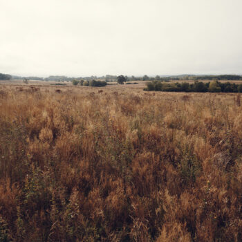 Boothby Wildland Nature Reserve - Visit Lincolnshire